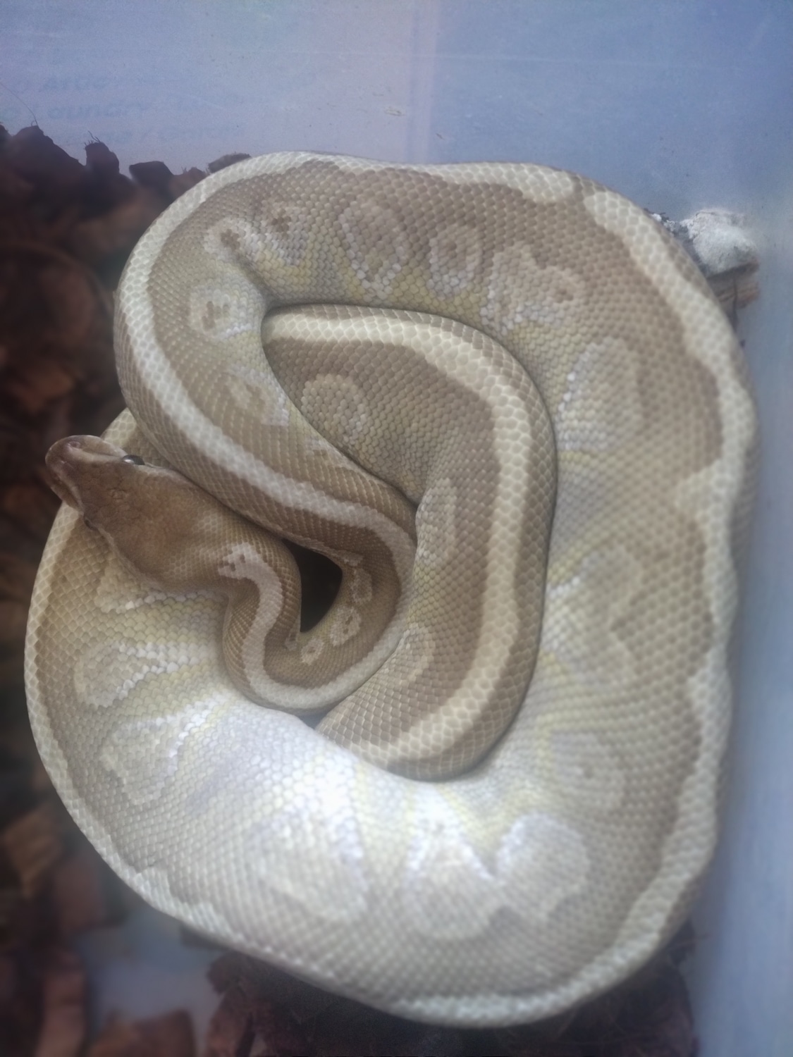 Soul Sucker Ball Python by Still ball pythons - MorphMarket