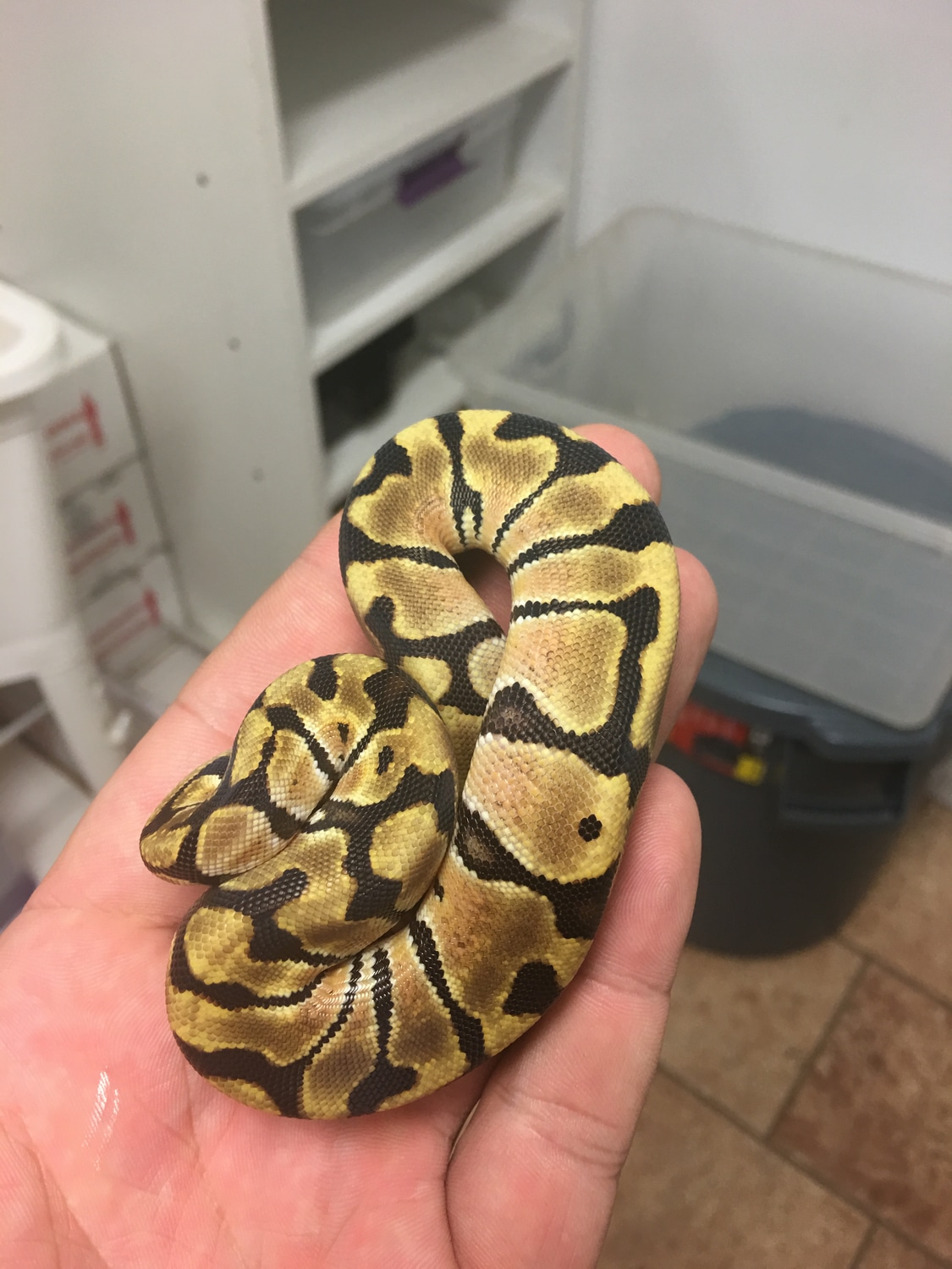 Orange Dream Hidden Gene Woma Ball Python by Mr balls/mike stinebaugh ...