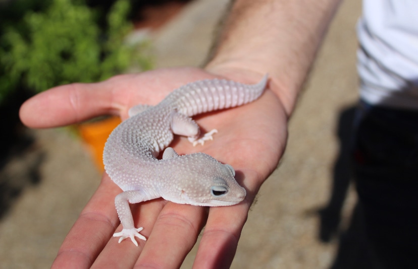 Super Mack Snow Blizzard Leopard Gecko by TLCReptiles - MorphMarket