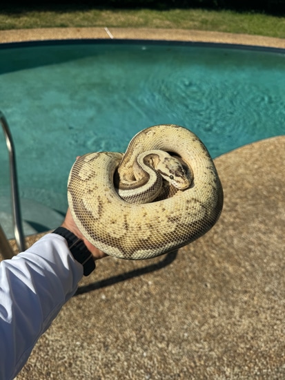 Pastel Super Stripe Ball Python by TLCReptiles