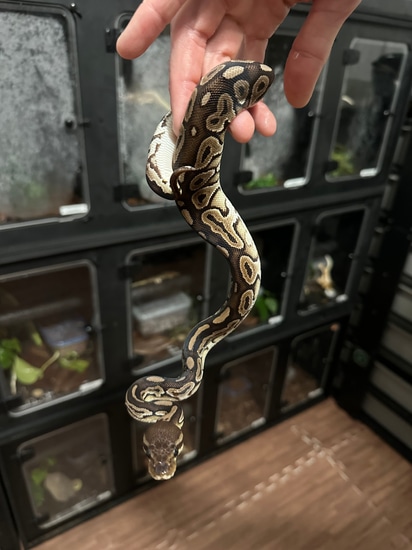 Cinnamon Het Lavender Albino Het Axanthic Ball Python by TLCReptiles
