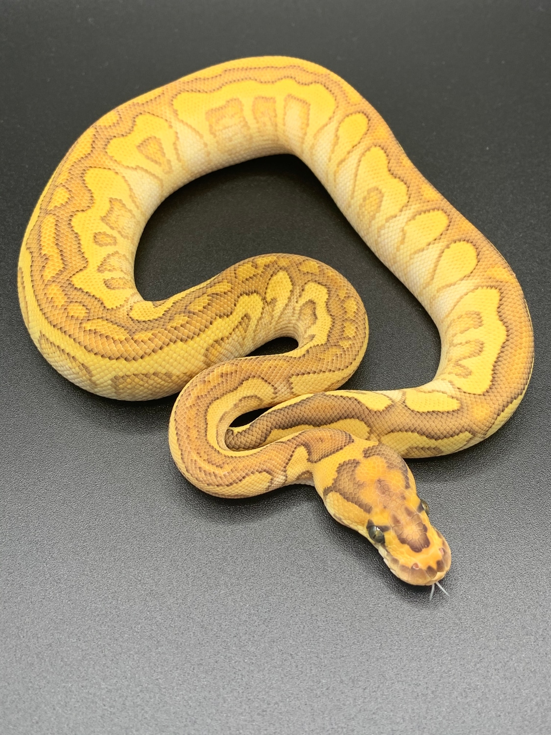 Lesser Yellowbelly Clown Ball Python by Abe's Exotic Reptiles - MorphMarket