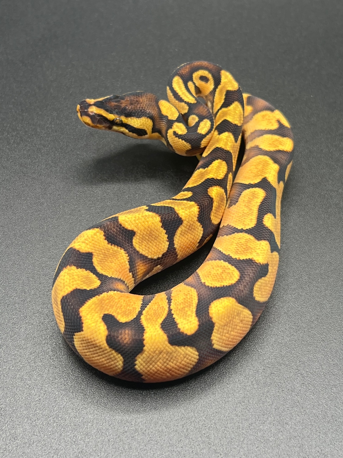 OD YB Enchi 100% Het DG Ball Python by Abe's Exotic Reptiles - MorphMarket
