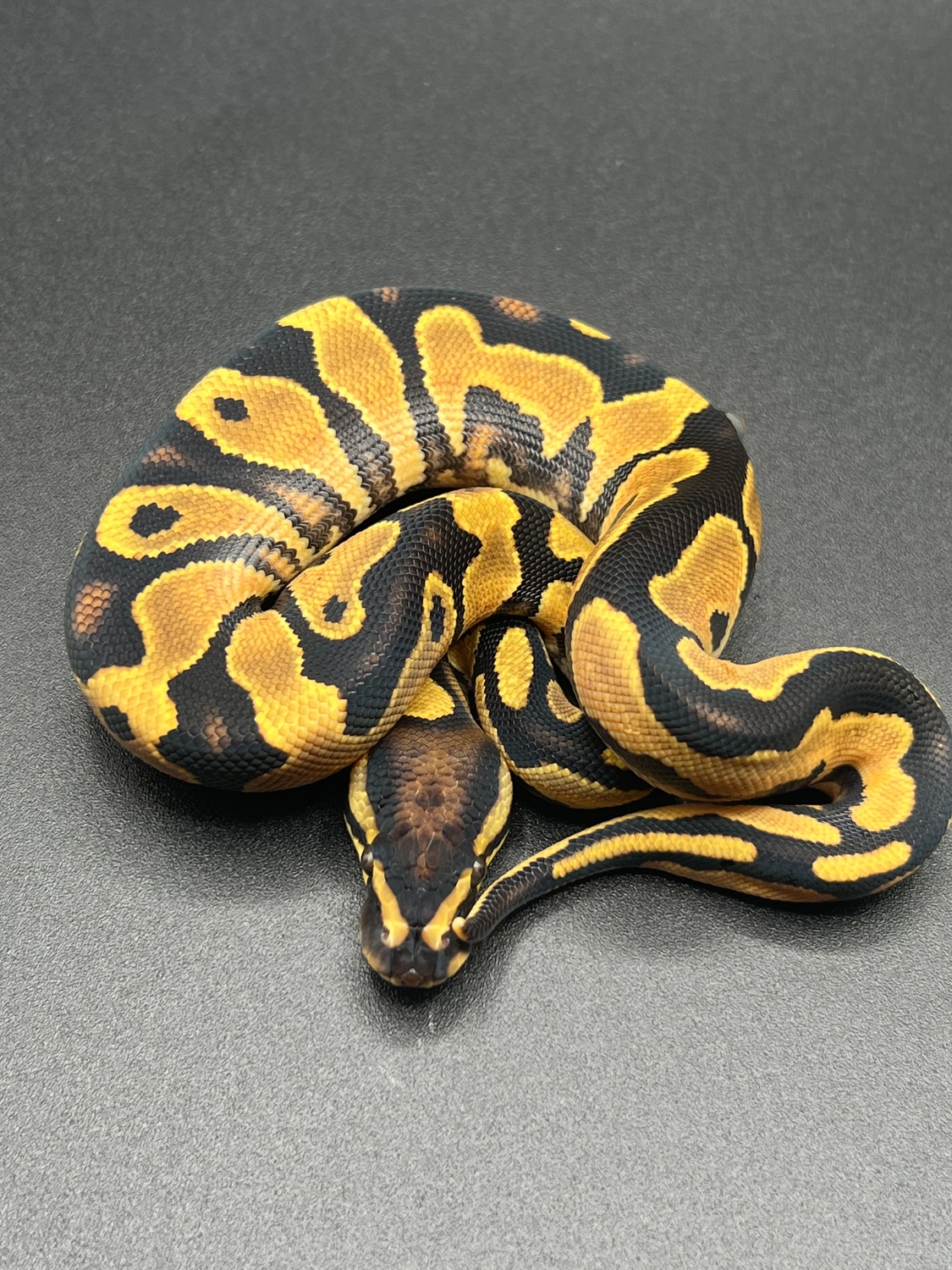 Super OD YB 100% Het DG 50% Het Pied Ball Python by Abe's Exotic ...