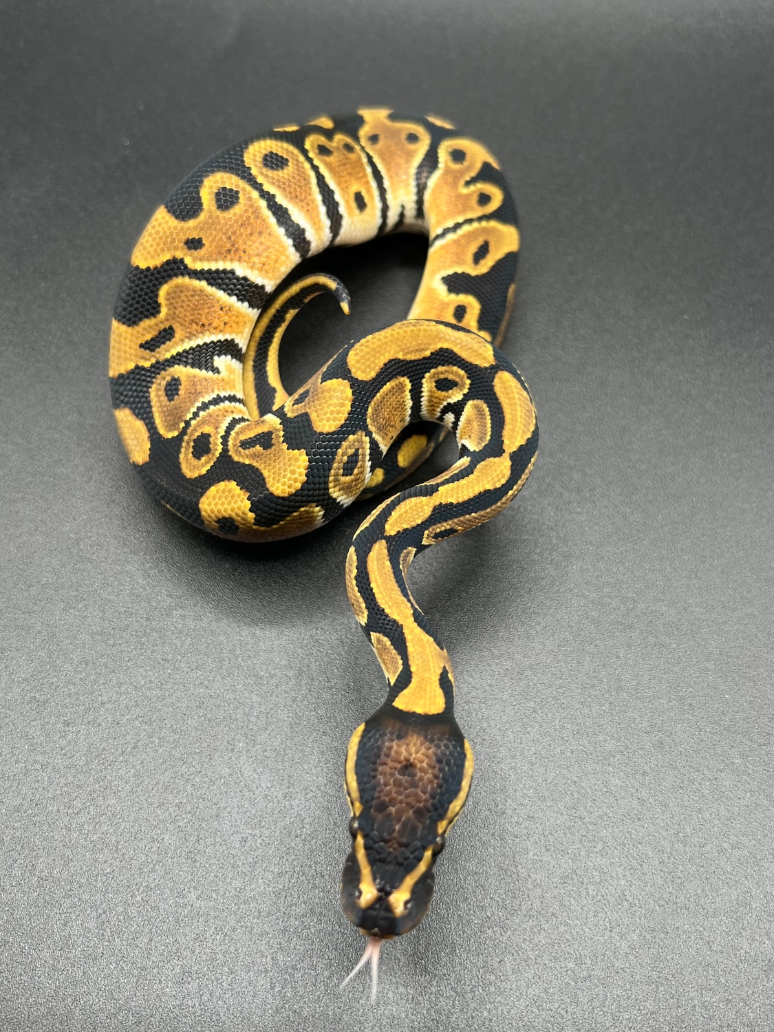 OD Het DG Het Clown Ball Python by Abe's Exotic Reptiles - MorphMarket