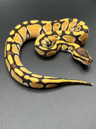 OD Russo Enchi Het DG Het Clown Ball Python by Abe's Exotic Reptiles