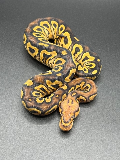 Trick Clown Ball Python by Abe's Exotic Reptiles