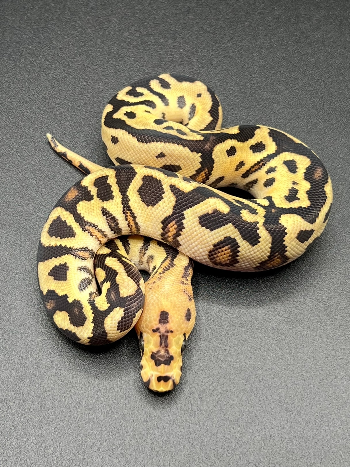 Fire Spotnose Clown 100% Het Desert Ghost Ball Python by Abe's Exotic ...