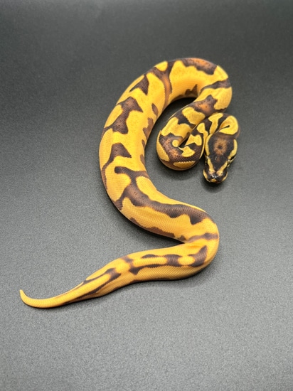 Adult (Super) OD Enchi YB 100% Het DG 100% Het Pied Ball Python by Abe ...