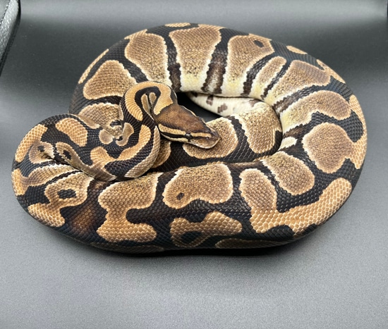 Proven DH DG Clown Ball Python by Abe's Exotic Reptiles
