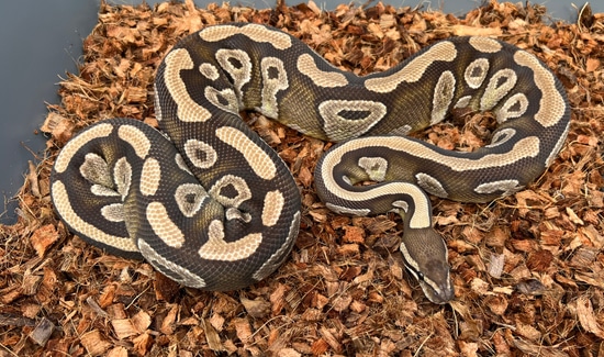 Adult Cypress Mystic Female Ball Python by Abe's Exotic Reptiles