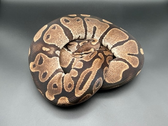 Normal Female Ball Python by Abe's Exotic Reptiles