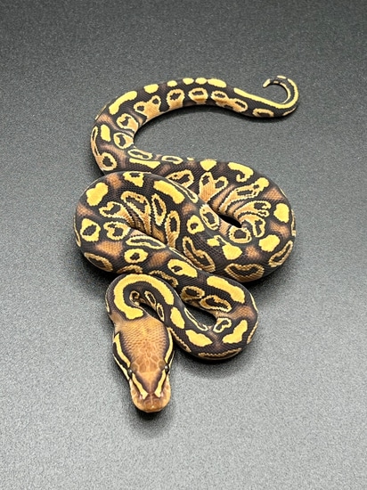 Trojan Trick Het Clown Ball Python by Abe's Exotic Reptiles
