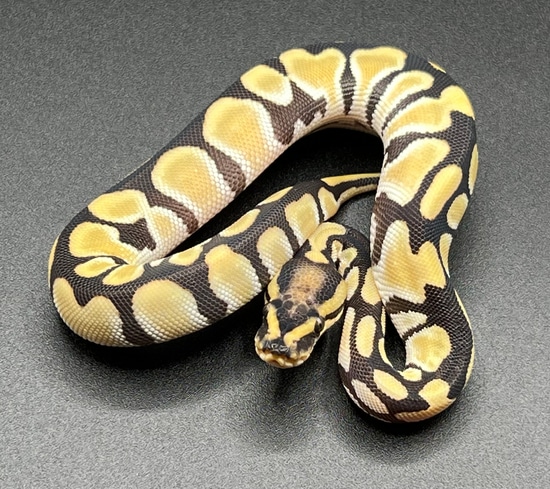 Super OD DG Het Cryptic Ball Python by Abe's Exotic Reptiles