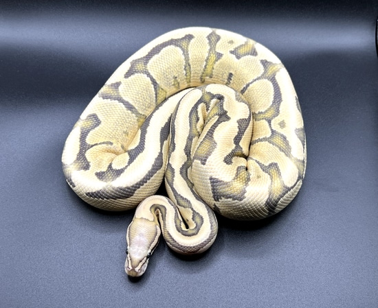 Super Vanilla Hypo 1000g Ball Python by Abe's Exotic Reptiles