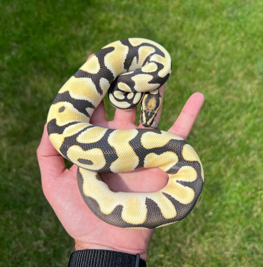 Super OD DG Double Het Cryptic Pied Ball Python by Abe's Exotic Reptiles