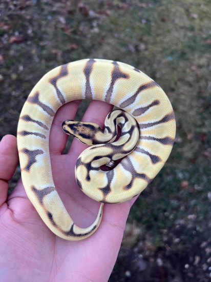 Super OD Enchi DG Het Cryptic Ball Python by Abe's Exotic Reptiles