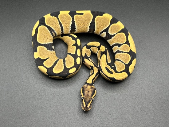 DG Het Hypo - Free Shipping Ball Python by Abe's Exotic Reptiles