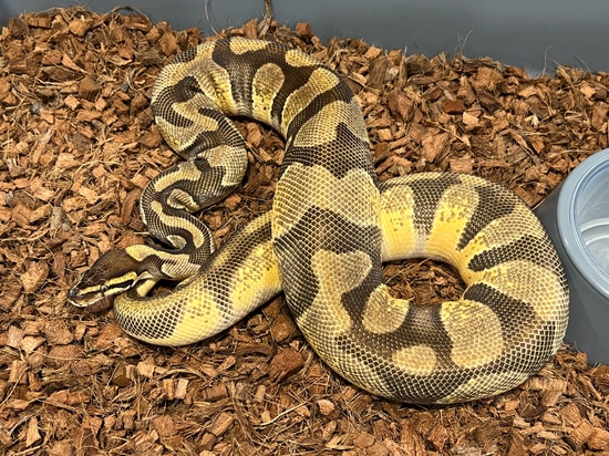 RTB Adult OD Enchi Het DG Pied Ball Python by Abe's Exotic Reptiles