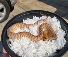 Woma Pythons for Sale - MorphMarket US & Canada