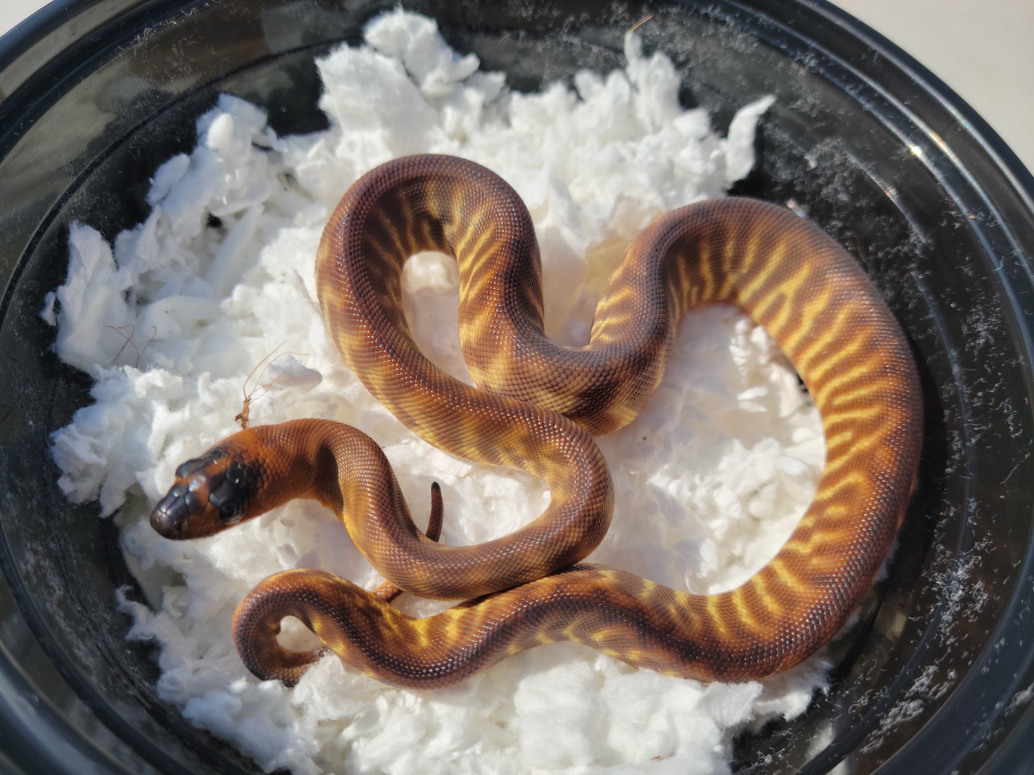Woma Python by Arizona Aspidites - MorphMarket