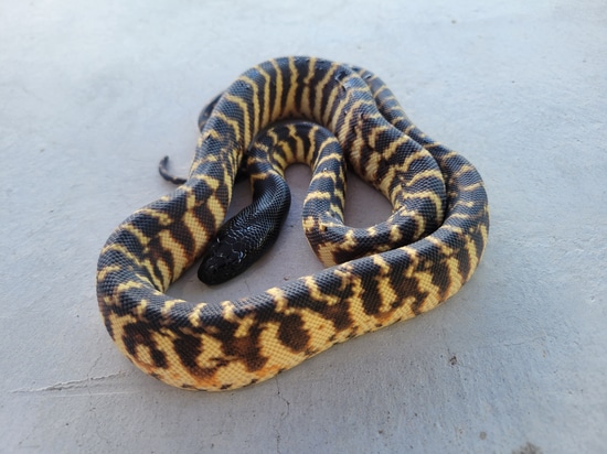 Western Black-Headed Python by Arizona Aspidites