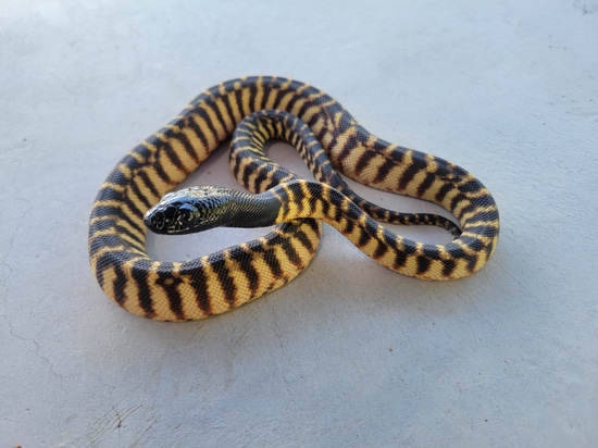 Western Black-headed Python Black-Headed Python by Arizona Aspidites