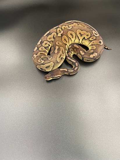 Pewter Het Ghost Ball Python by Living Water Exotics