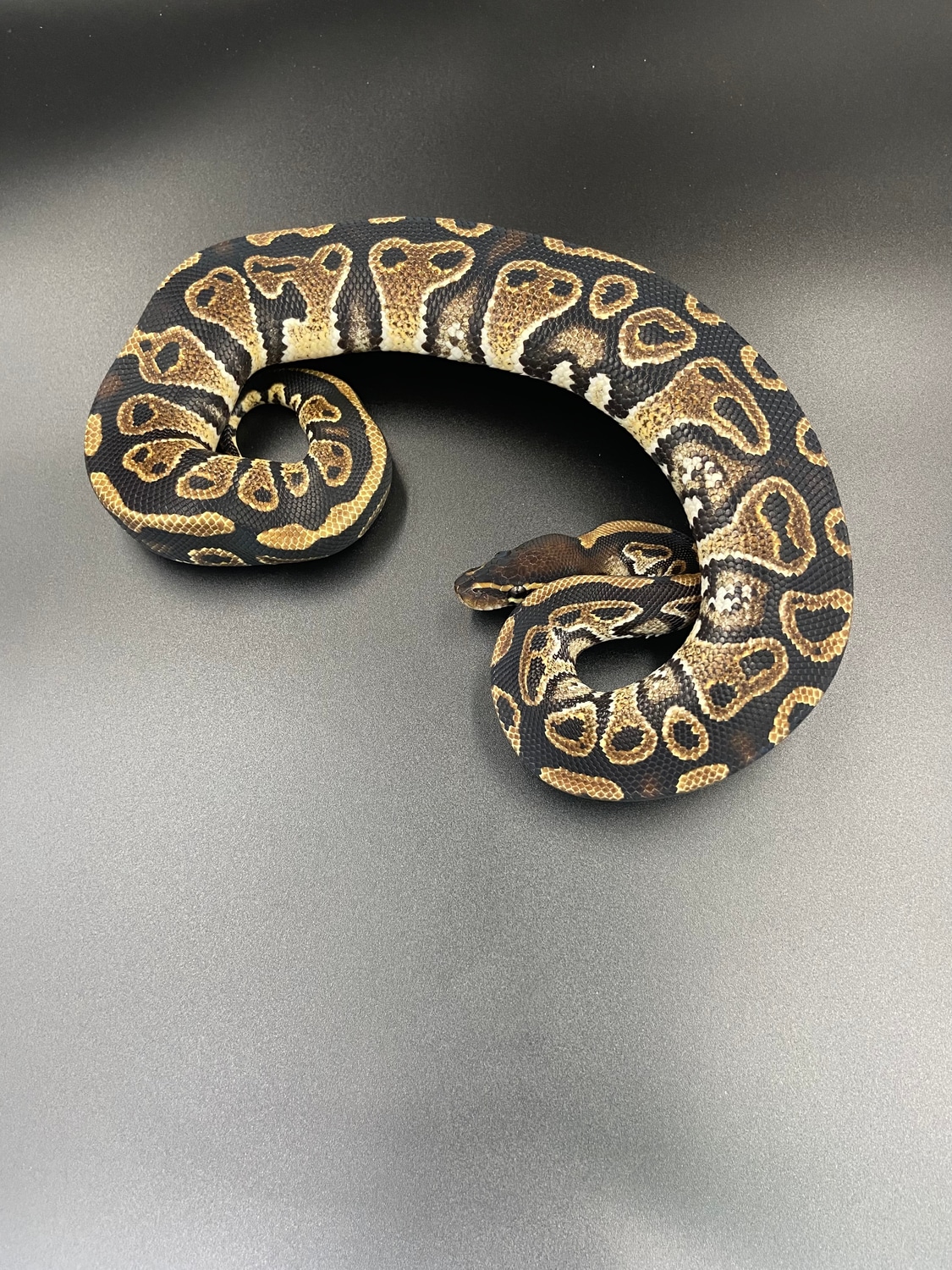 Blitz Ball Python by Living Water Exotics - MorphMarket
