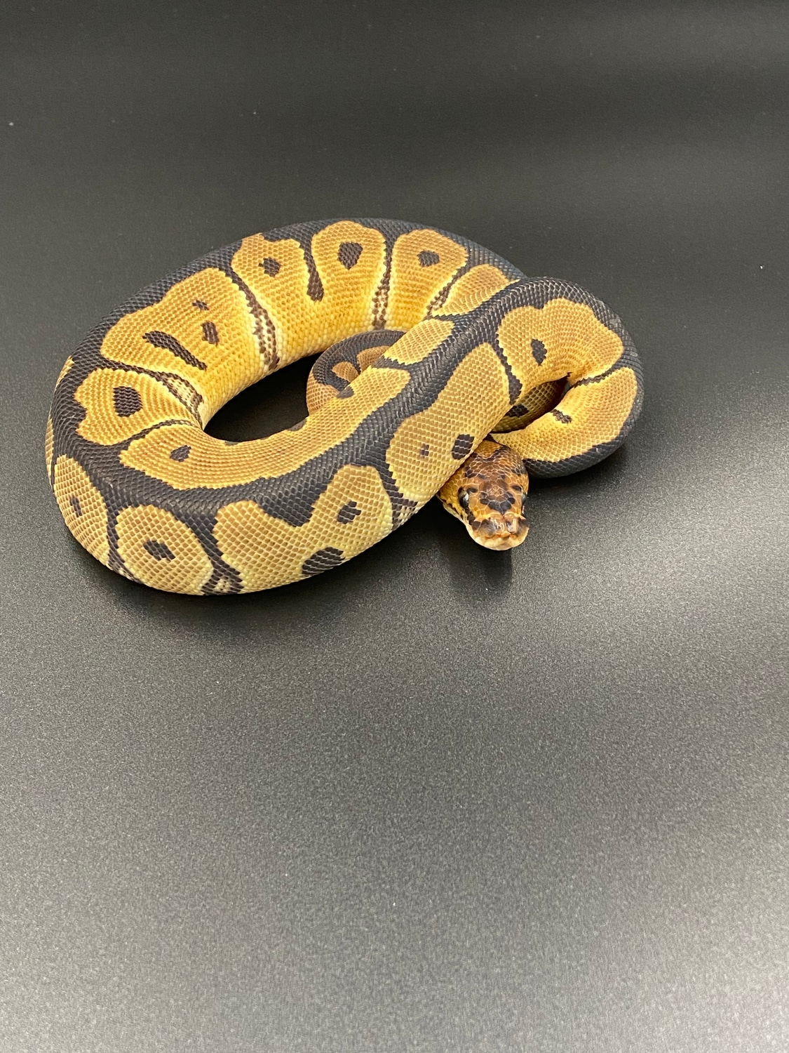 Clown 66% Het TSK Axanthic Ball Python by Living Water Exotics ...
