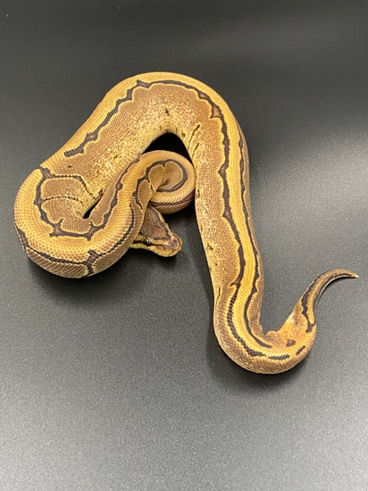 Pinstripe Calico 100% Het TSK Axanthic Pos Het Pied Ball Python by ...