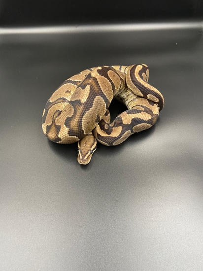 McKenzie Ball Python by Living Water Exotics