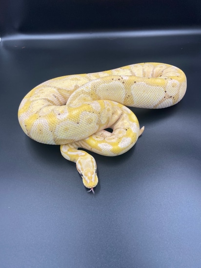 Pastel Coral Glow Ball Python by Living Water Exotics