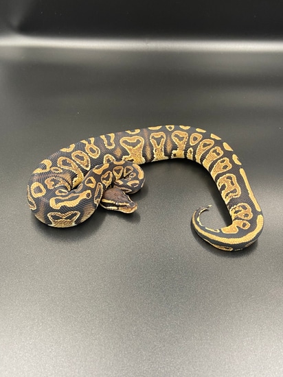 Blitz Ball Python by Living Water Exotics