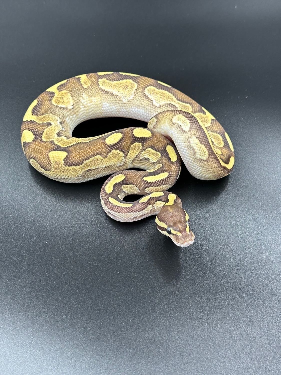 Pastave Calico Pos Orange Dream Ball Python by Living Water Exotics - MorphMarket