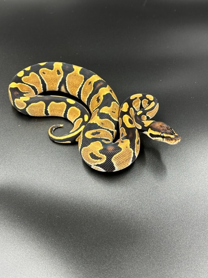 Orange Dream Ball Python by Living Water Exotics