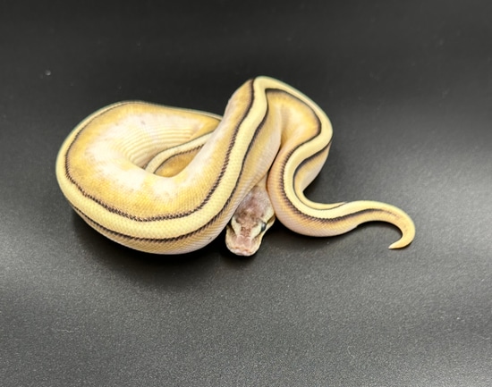 Pastel Butter Calico G Stripe Pos Yellow Belly Ball Python by Living ...
