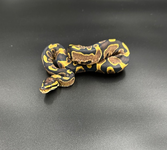 Calico Yellow Belly 100% Het G Stripe Ball Python by Living Water Exotics