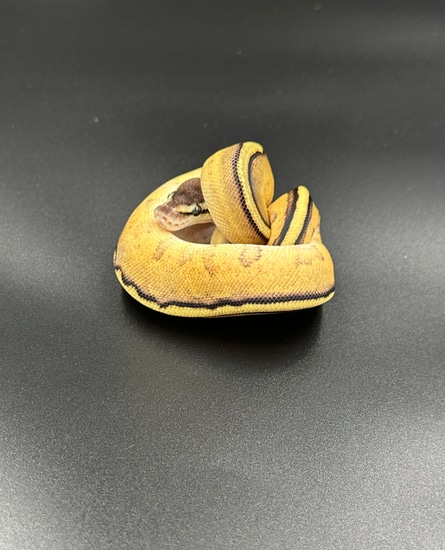 Pastel Calico G Stripe Pos Yellow Belly Ball Python by Living Water Exotics