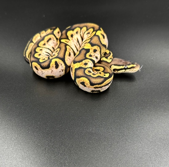 Pastel Calico Yellow Belly 100% Het G Stripe Ball Python by Living ...