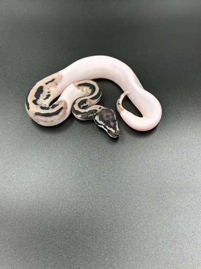 Leopard TSK Axanthic Pied - Lightning Pied Ball Python by Living Water ...