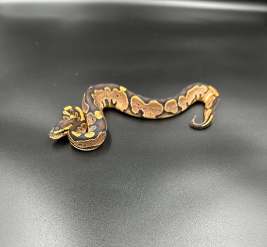 Calico 100% Het Pied Ball Python by Living Water Exotics