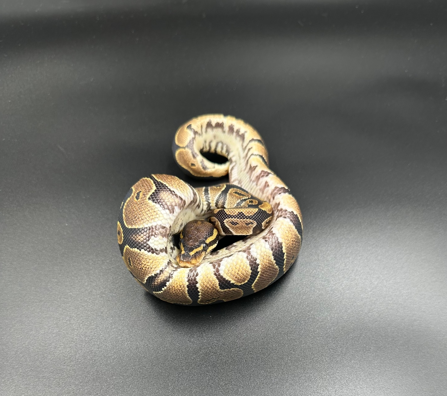 Living Water Exotics