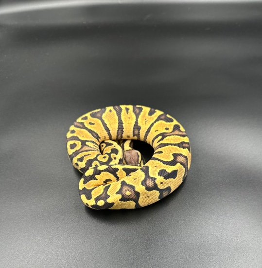 Pastel McKenzie Het Hypo Ball Python by Living Water Exotics