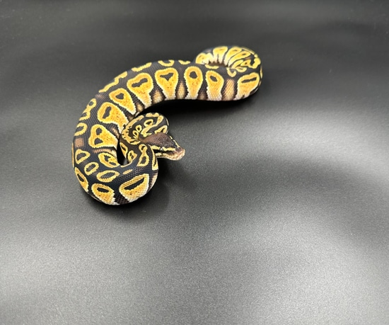 Pastel Cypress Blitz Ball Python by Living Water Exotics