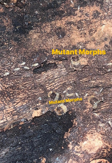 Thai Spikey/spiney Isopod by Mutant Morphs