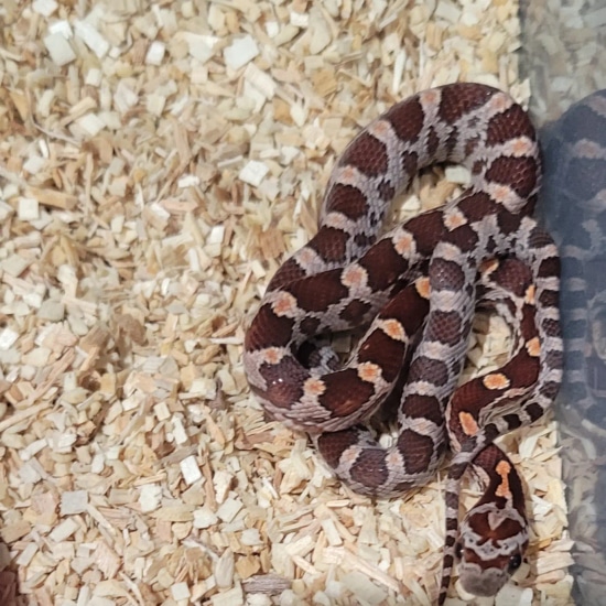 Miami Phase 100% HET Diffused Corn Snake by Living Coastal Exotics