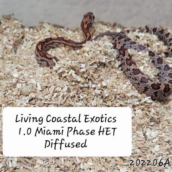 Miami Phase HET Diffused Corn Snake by Living Coastal Exotics