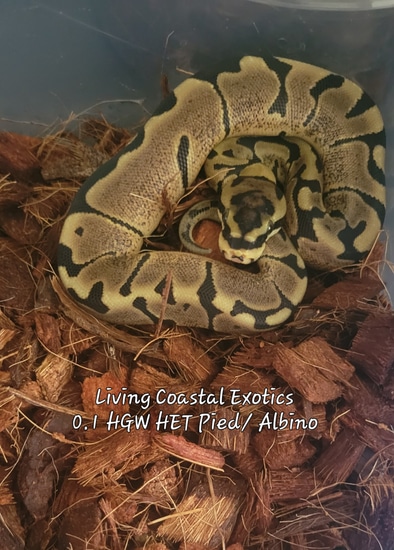 Hidden Gene Woma Dbl HET Pied/ Albino Ball Python by Living Coastal Exotics