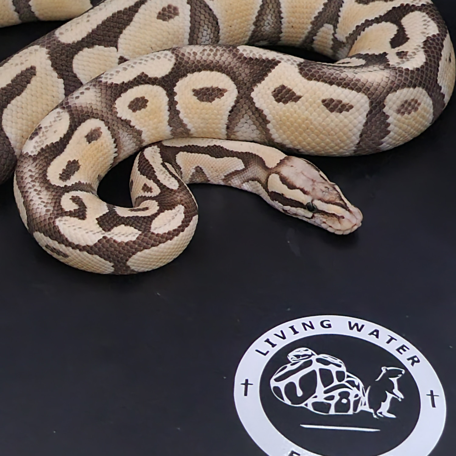Pastel Enchi Desert Ghost Ball Python by Living Coastal Exotics ...